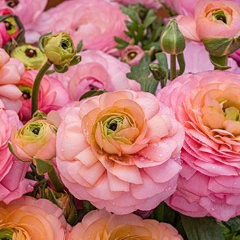 Katalógus | webáruház - Gradinamax