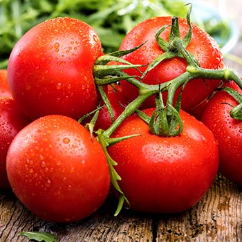 Katalógus | webáruház - Gradinamax