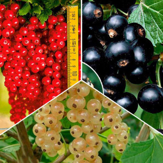 Ribizli - ültetőanyag-vásárlás szállítással a Gradinamax webáruházból